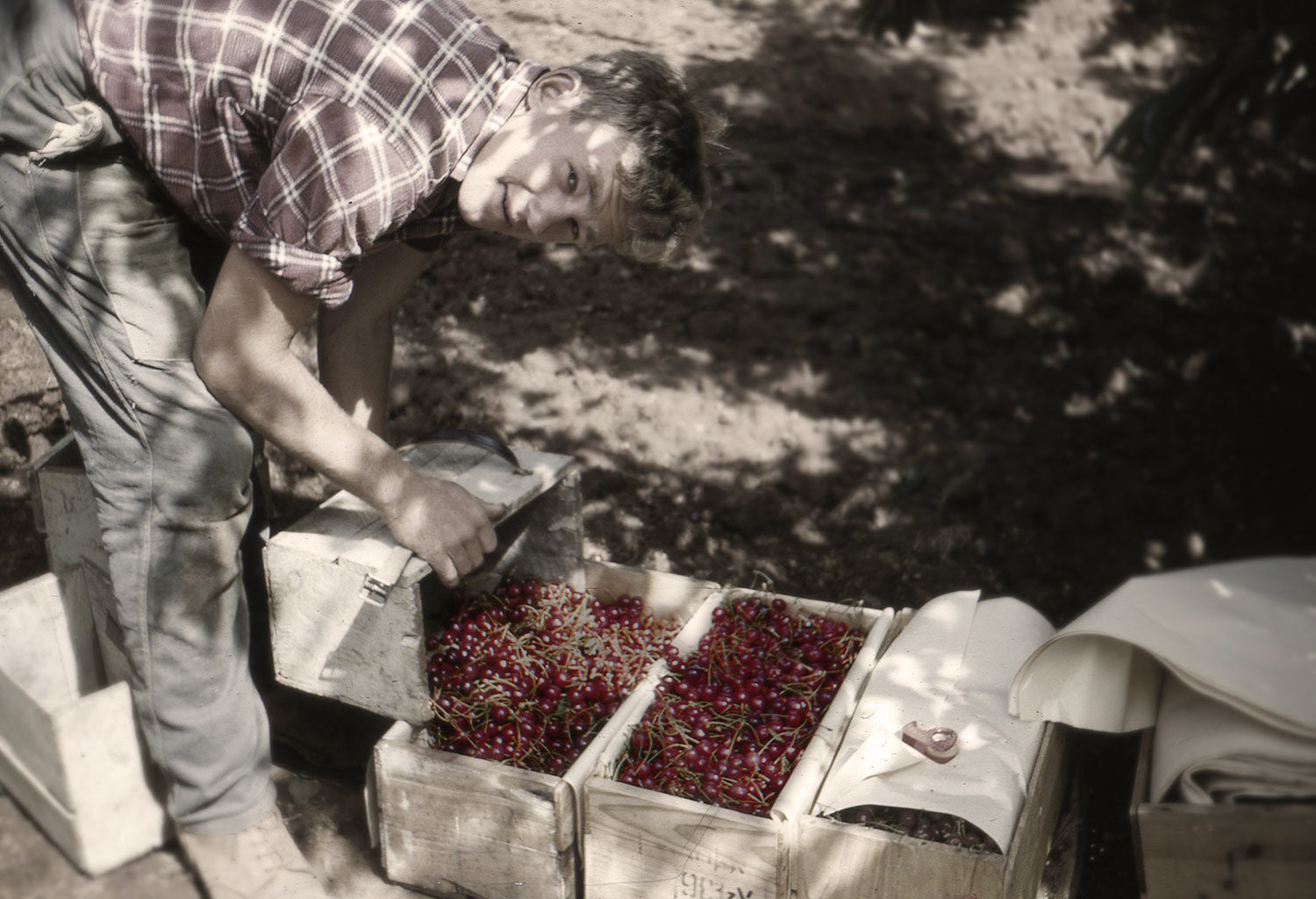 Buy Cherries Online | Fruit Hampers with Premium Australian Cherries ...