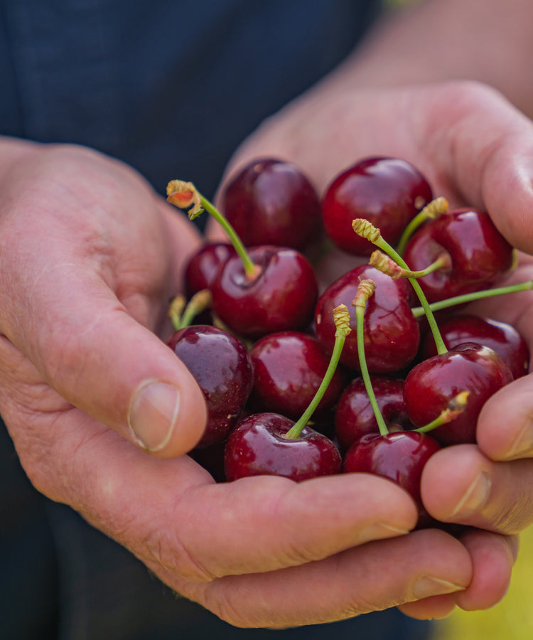 Cherry Fruit Hampers | Chilled Delivery Direct | Premium Cherries ...